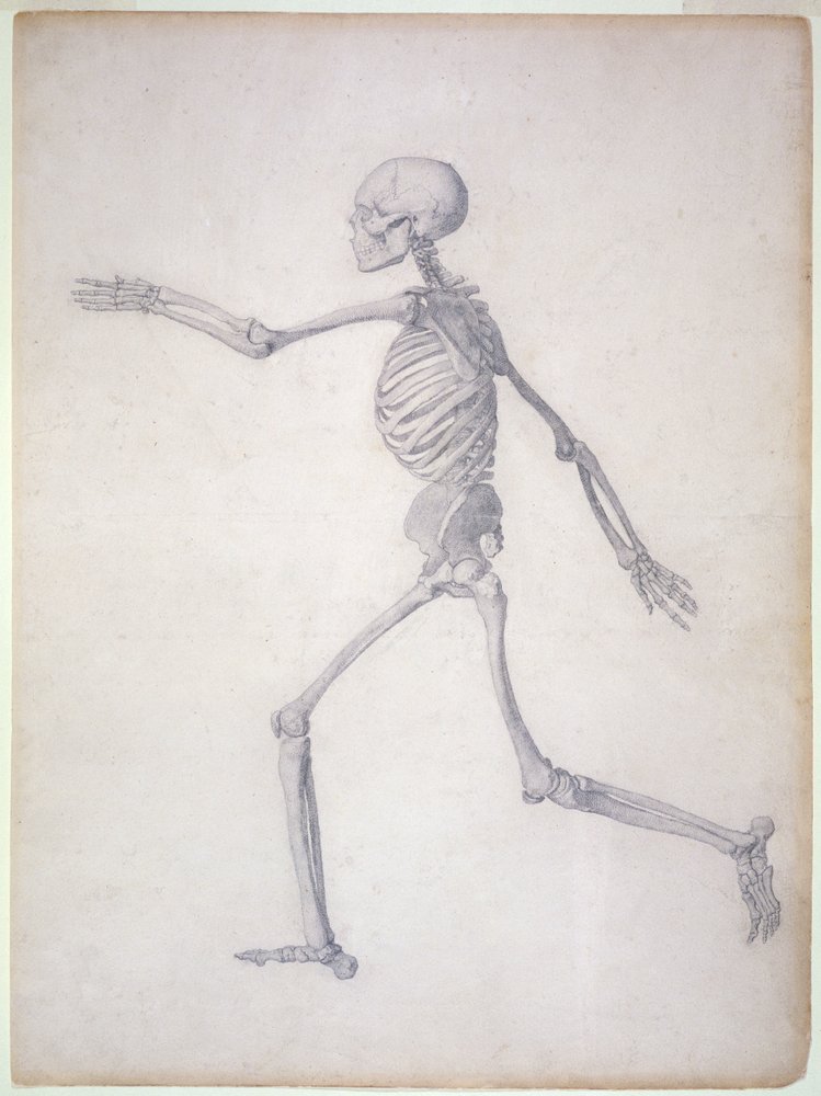 The Human Skeleton, Lateral View, from the Series 'A Comparative Anatomical Exposition of the ...